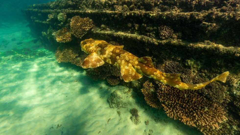 Tangalooma Wrecks Snorkel Tour from Brisbane | River to Bay