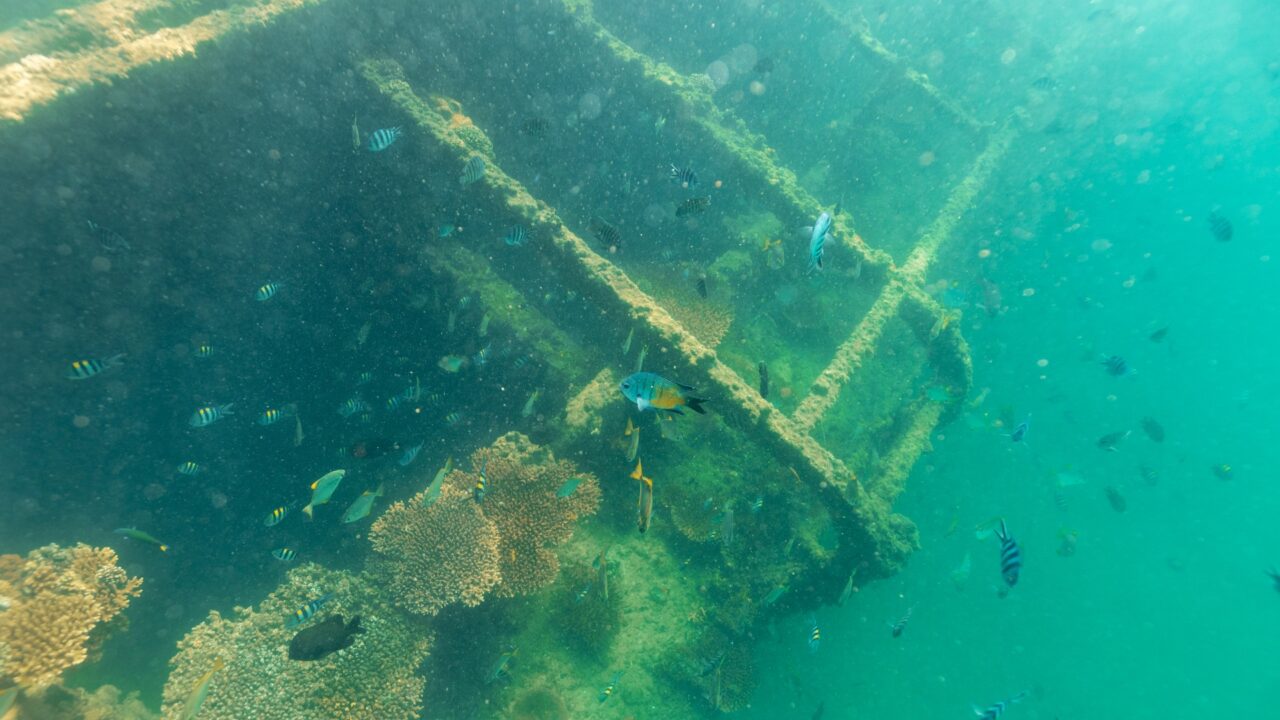 Tangalooma Wrecks Snorkel Tour from Brisbane | River to Bay